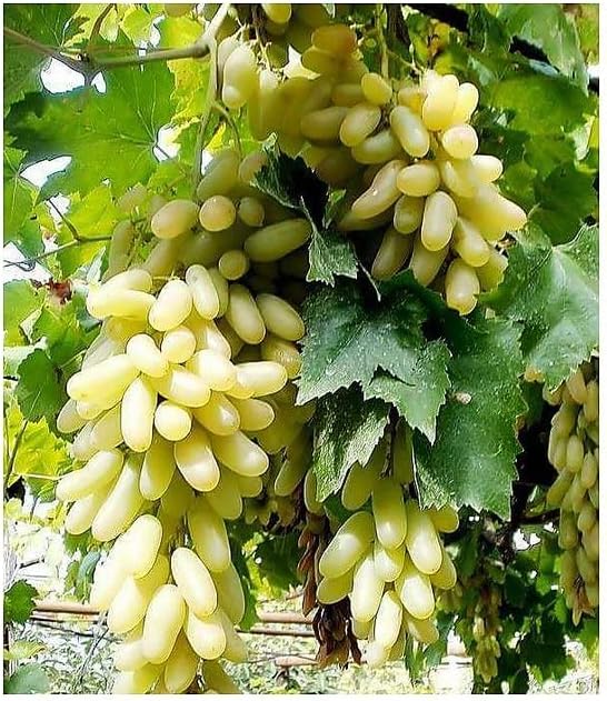 Seedless Sweet Green Grape Fruit Air Layered plant, Angoor Plant ...