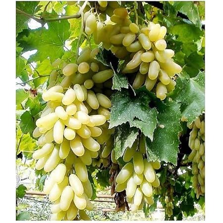 RISHIKA PLANT HOUSE Rare Hybrid Grape Angur Plant Plants Tree : Amazon ...