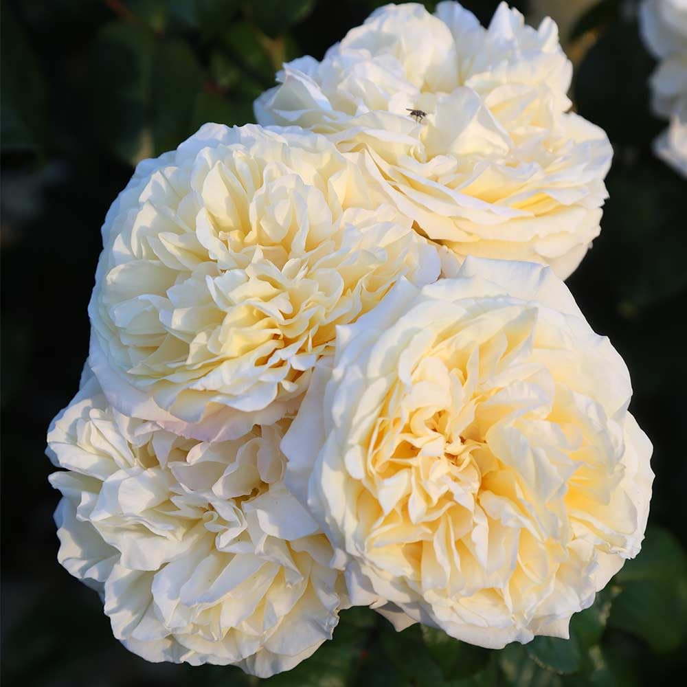 Amazon.com : Heirloom Roses Hybrid Tea Rose Bush - Moonlight Romantica ...