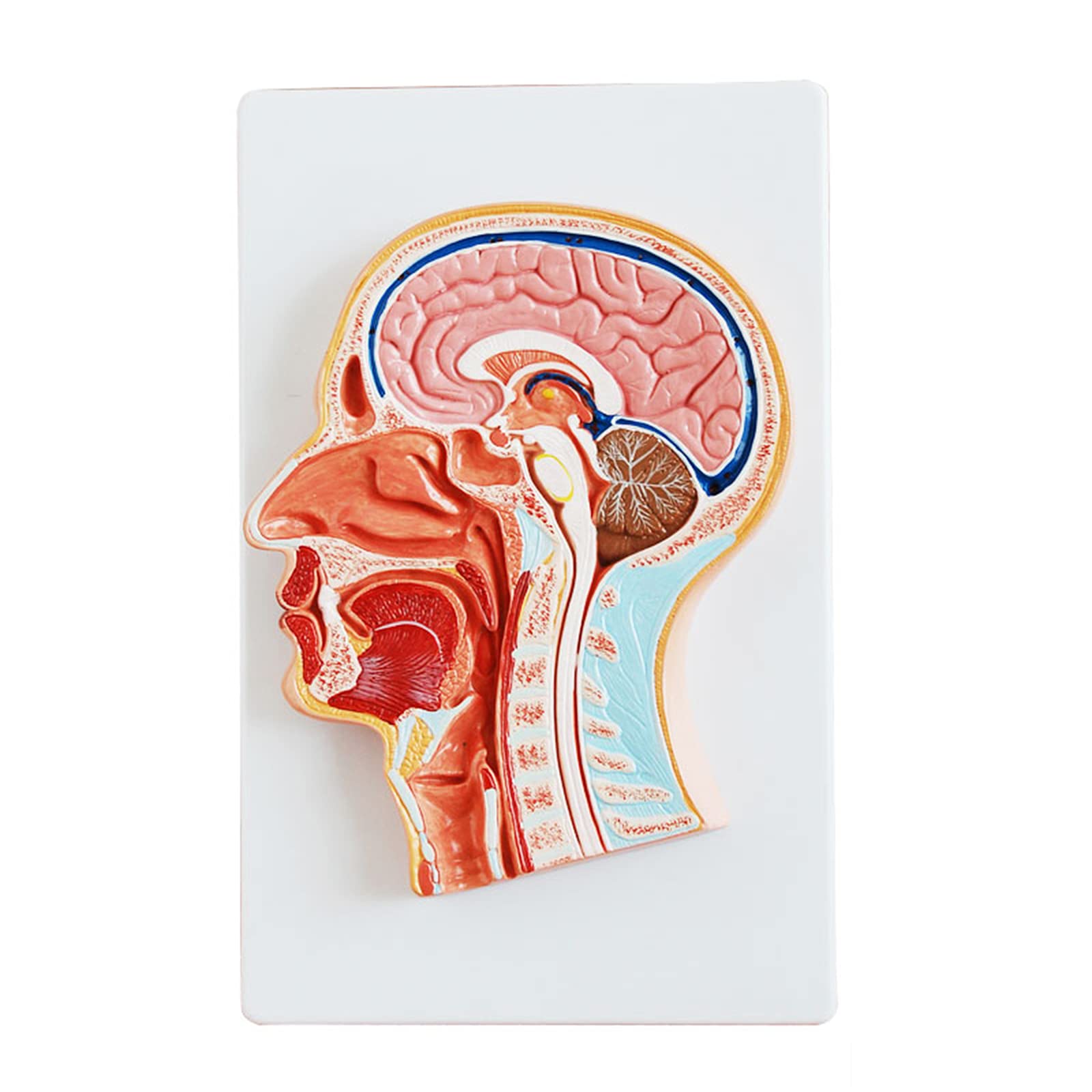 K99 Human Median Sagittal Head Anatomy Model Show Veins Arteries ...