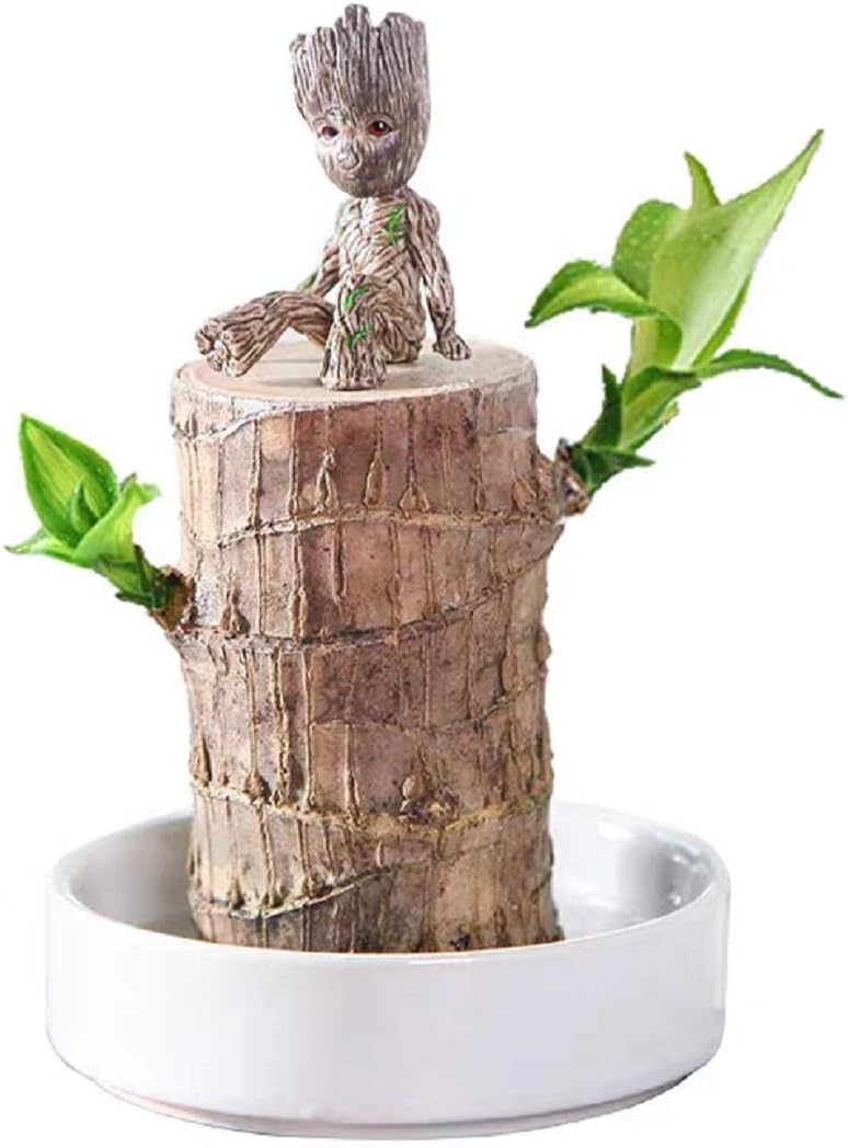 Brazil Wood Hydroponic Plants Groot Lucky Wood Potted Tree Stump Indoor ...