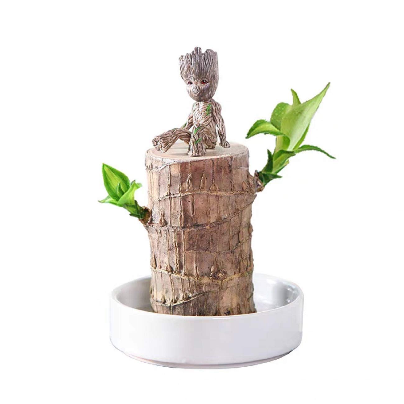 Brazil Wood Hydroponic Plants Groot Lucky Wood Potted Tree Stump Indoor ...