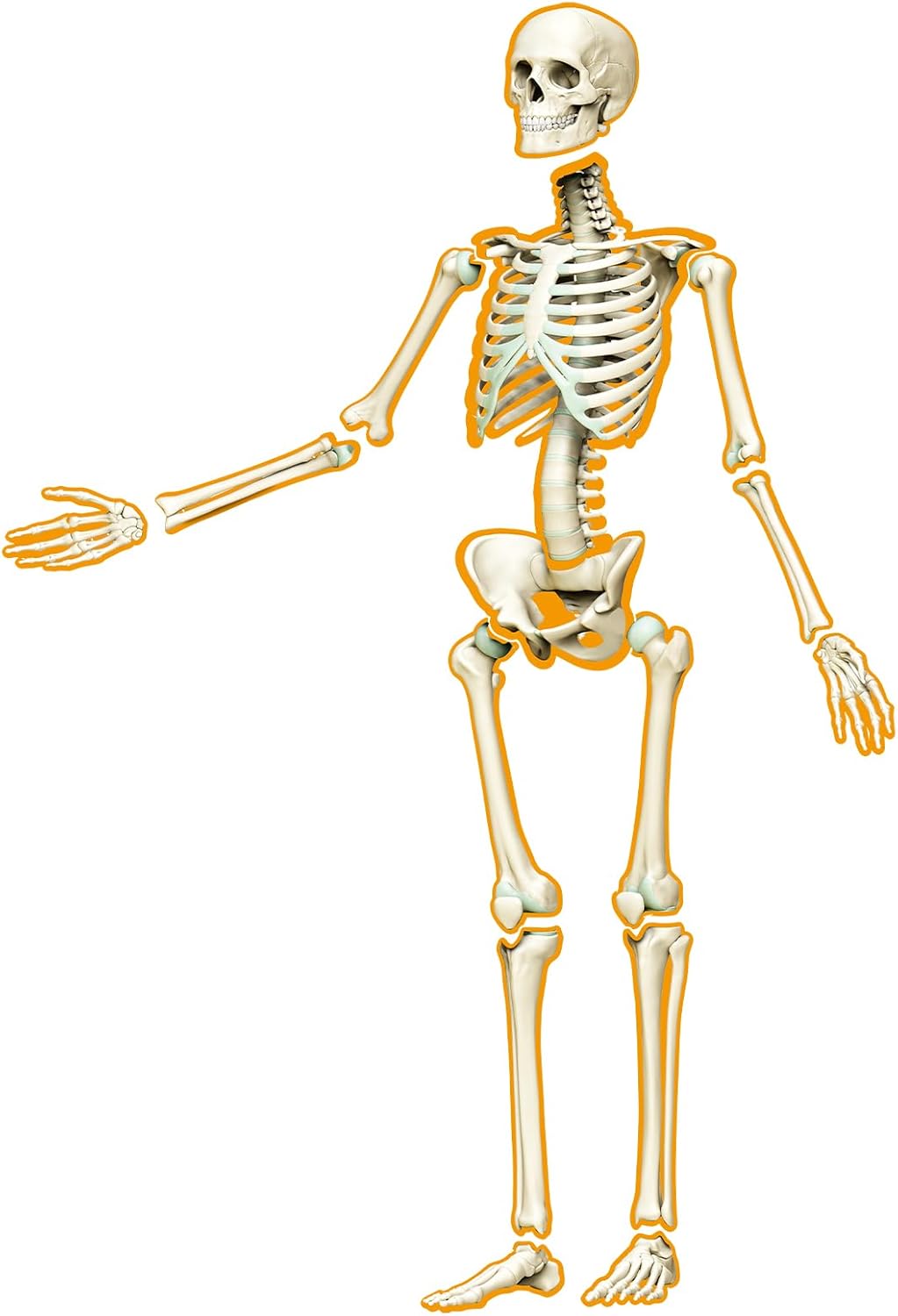 Kanayu 55 Pcs Human Skeleton Magnetic Decorative Bahrain | Ubuy