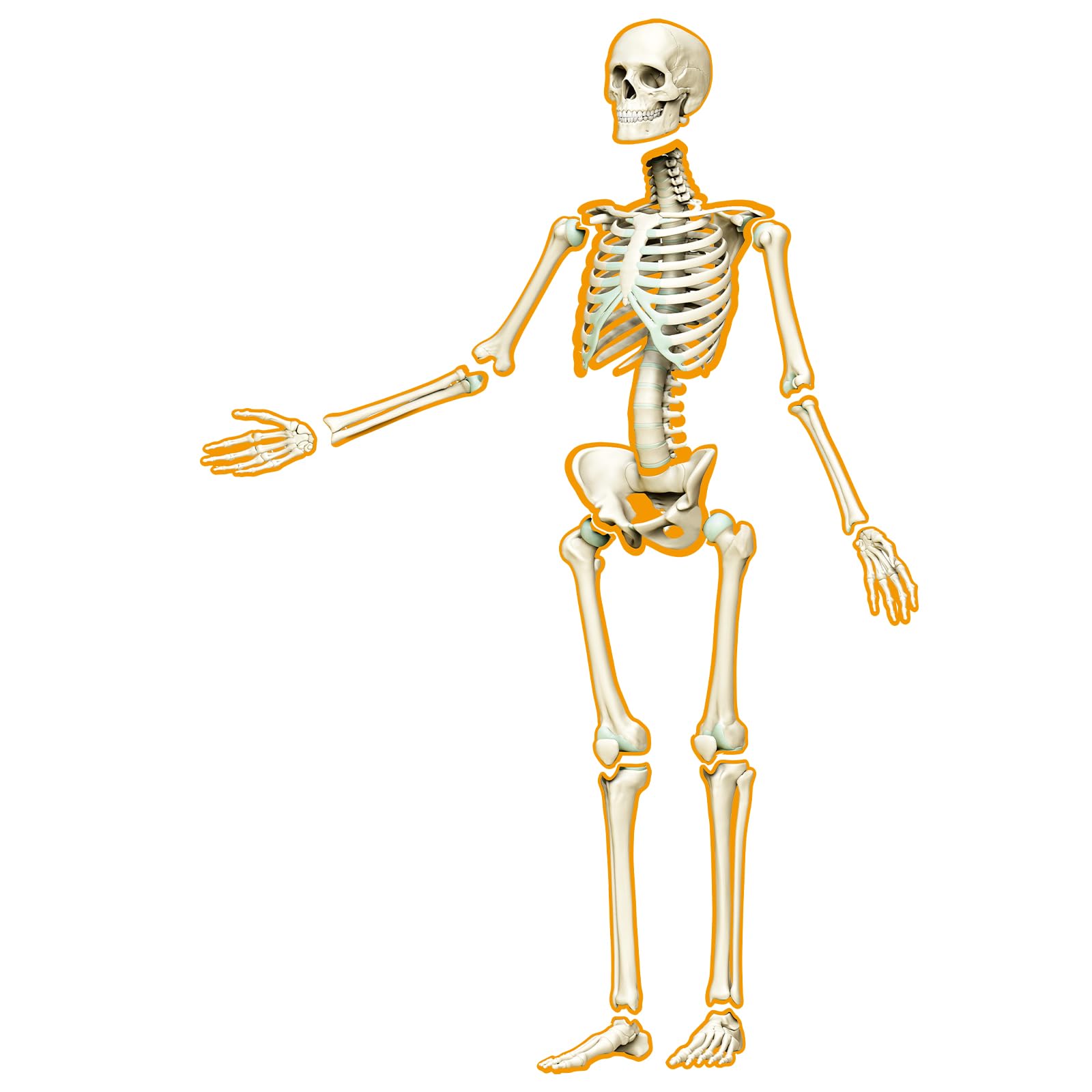 Snapklik.com : 55 Pcs Human Skeleton Poster Human Body Magnetic ...