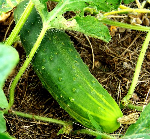 IndianAgro Cucumber Green Vegetable - 30 Seeds - Hybrid - Long Khira ...