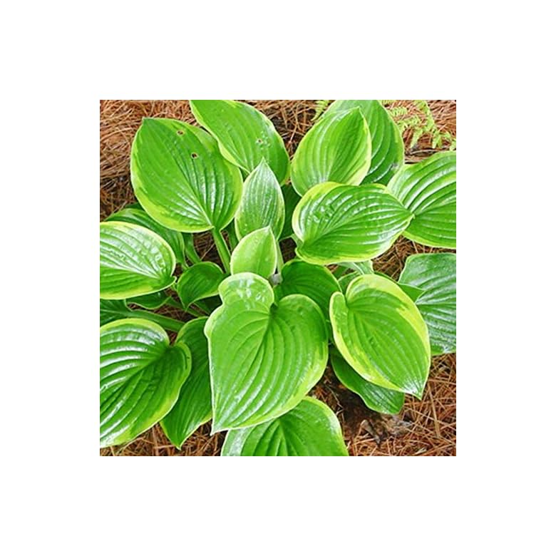 Abiqua Moonbeam Hosta Flower Root - Attracts Butterflies and ...