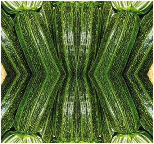 Amazon.com : 10 X Squash Cocozelle Seeds - Italian Striped Striato Di ...