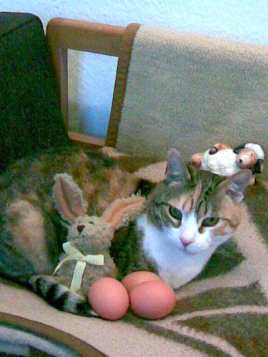 Schmitz' Katze: Hunde haben Herrchen, Katzen haben Personal : Schmitz ...