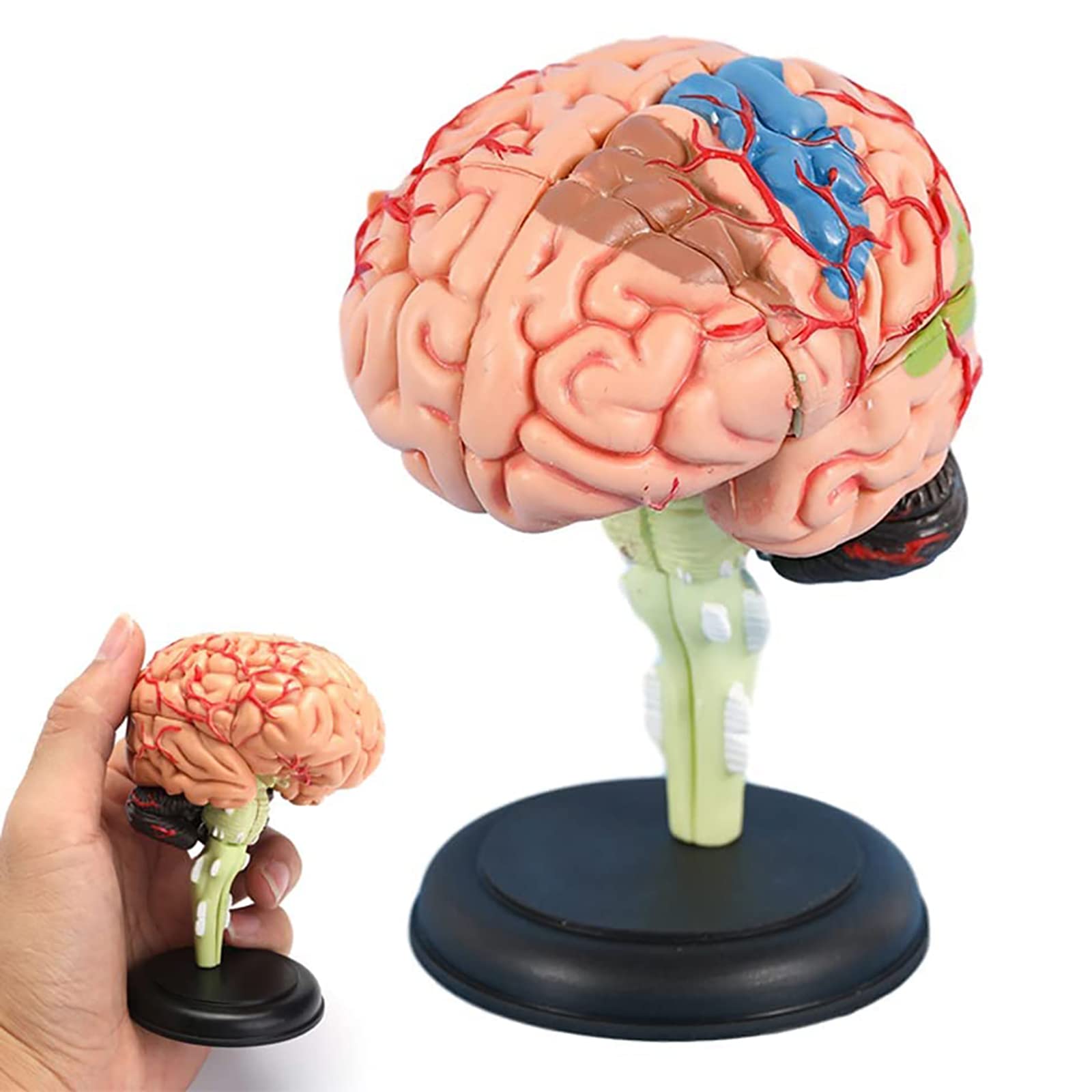 Buy iksvmsis Brain Model Anatomy Medical Students, Brain Model For ...
