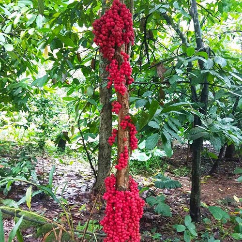 Mootty Fruit Tree Live Plant : Amazon.in: Garden & Outdoors