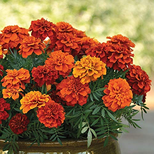 M-Tech Gardens Rare French Marigold " Fireball " Exotic 30 Seeds for ...