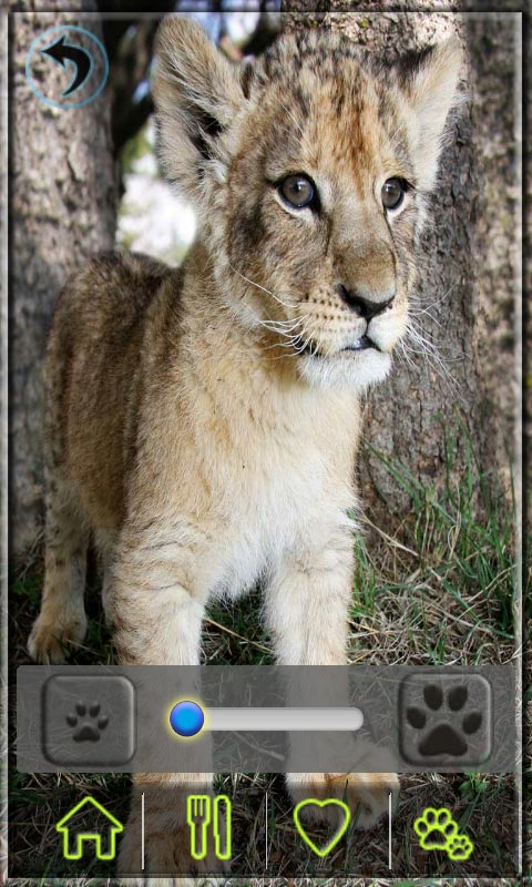 Aniworld Lite cool fun animal game for kids - App on Amazon Appstore