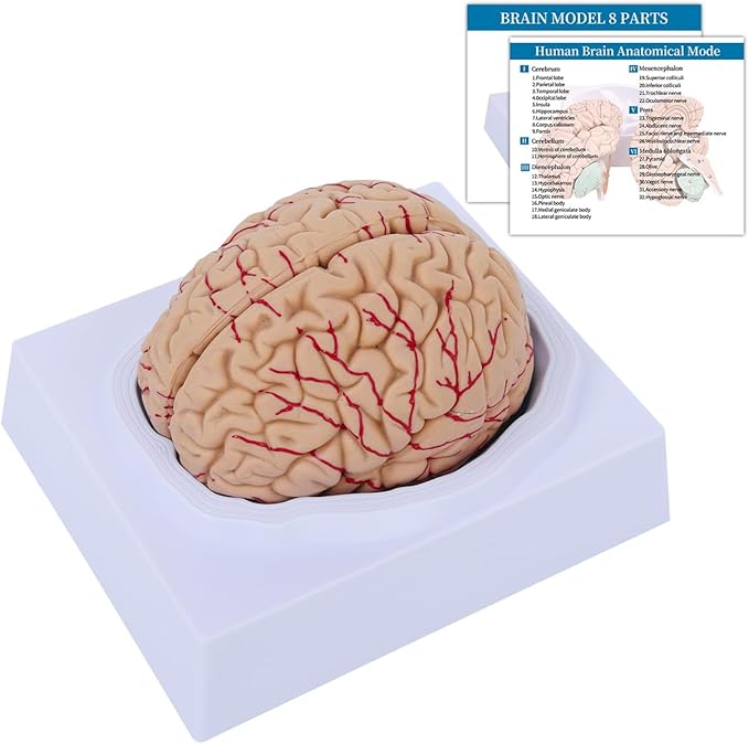 Amazon.com: SFXYJ Charts Human Brain Model Anatomy 8-Part Model of ...