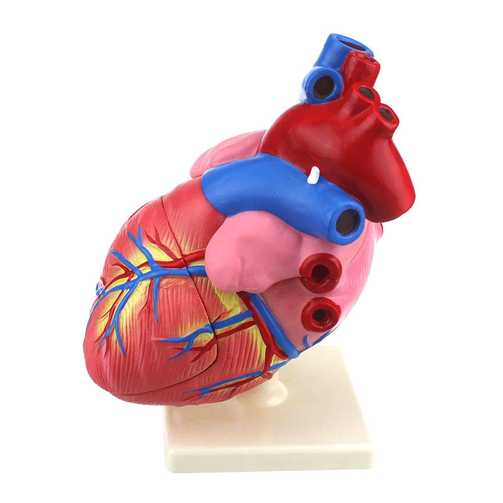 Buy WSXKA 1: 3 Human Heart Model, Anatomically Accurate Heart Model ...