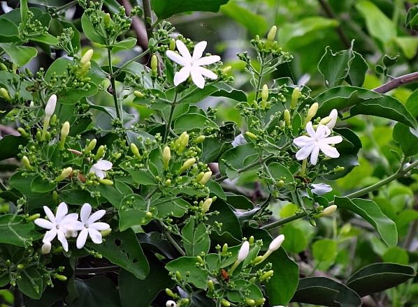 Gravendo Live Rare Juhi, Jasminum Auriculatum live flower Plant With ...