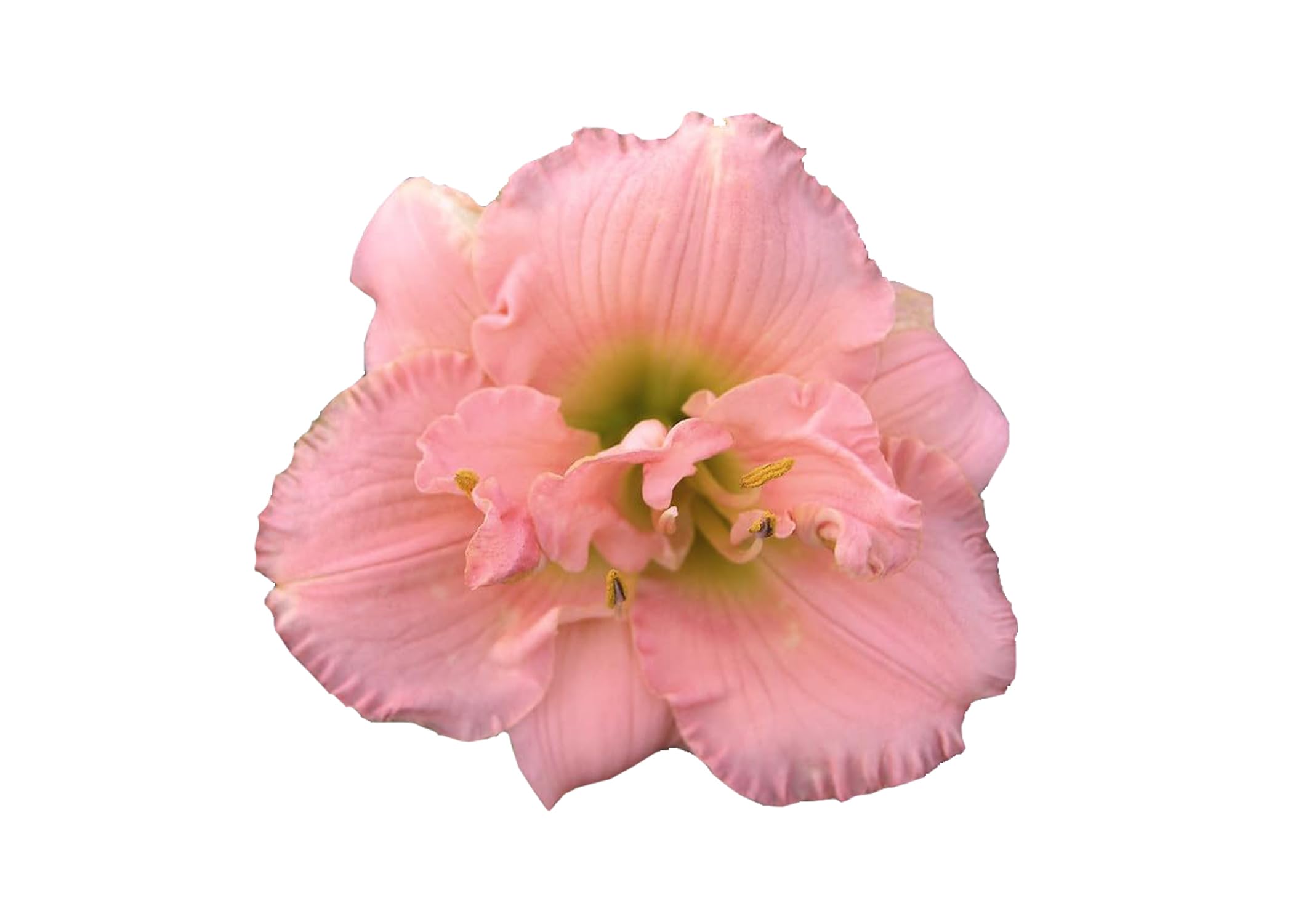 Amazon.com : Daylily Siloam Double Classic I 3 Live 3 Inch Pots I ...