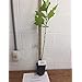 Amazon.com : American Sycamore Tree - Live Plant - 10-12'' Tall - Quart ...
