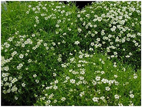 10 x Sagina subulata (Bodendecker/Stauden/winterhart/trittfest ...