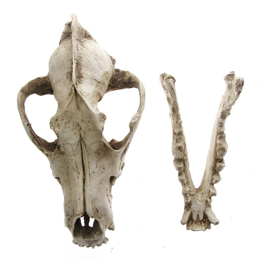 Wolf Skull Top View
