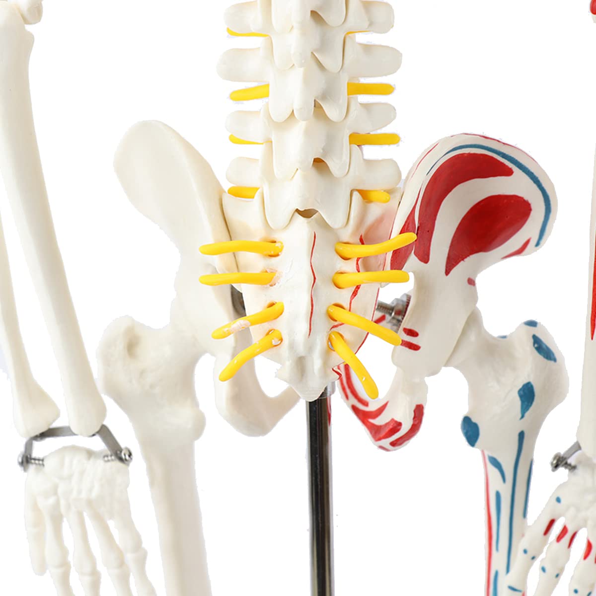 Snapklik.com : SKUMOD Human Skeleton Model, 34" Tall Skeletal Anatomy Model