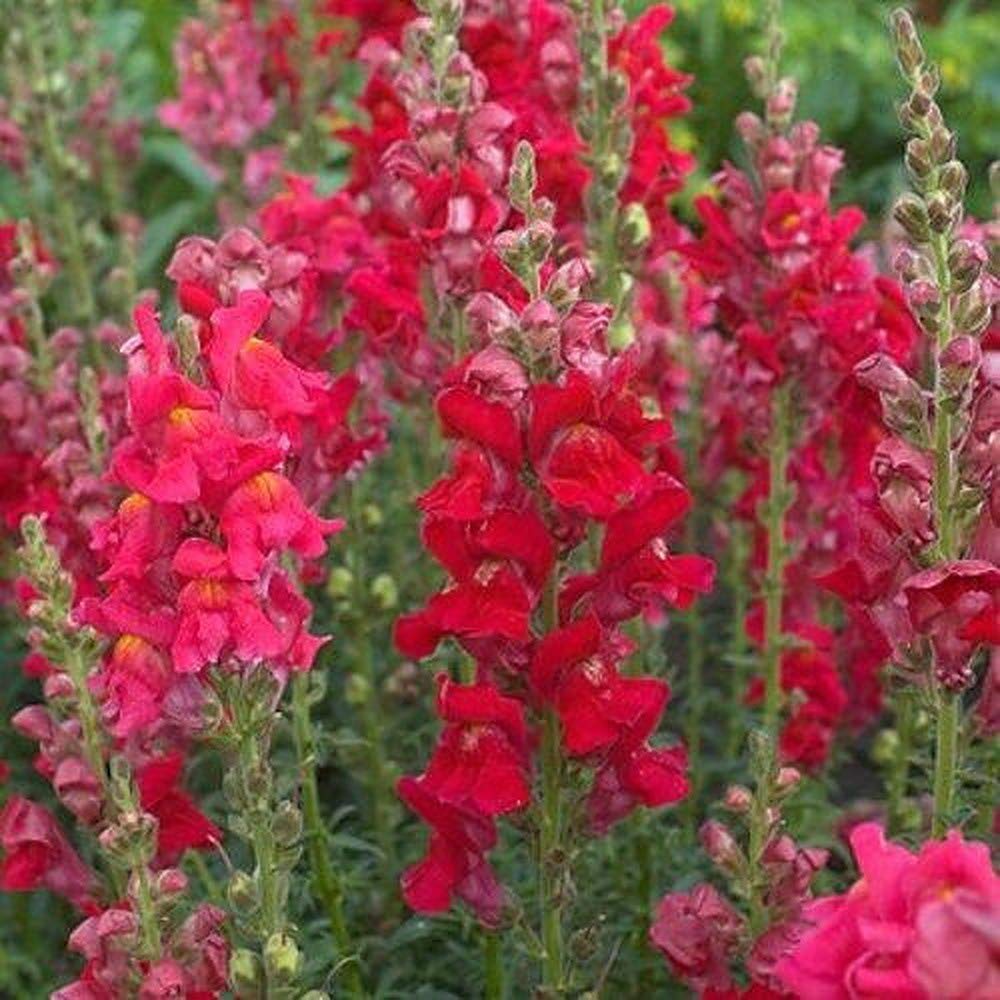 Red Snapdragon Flowers