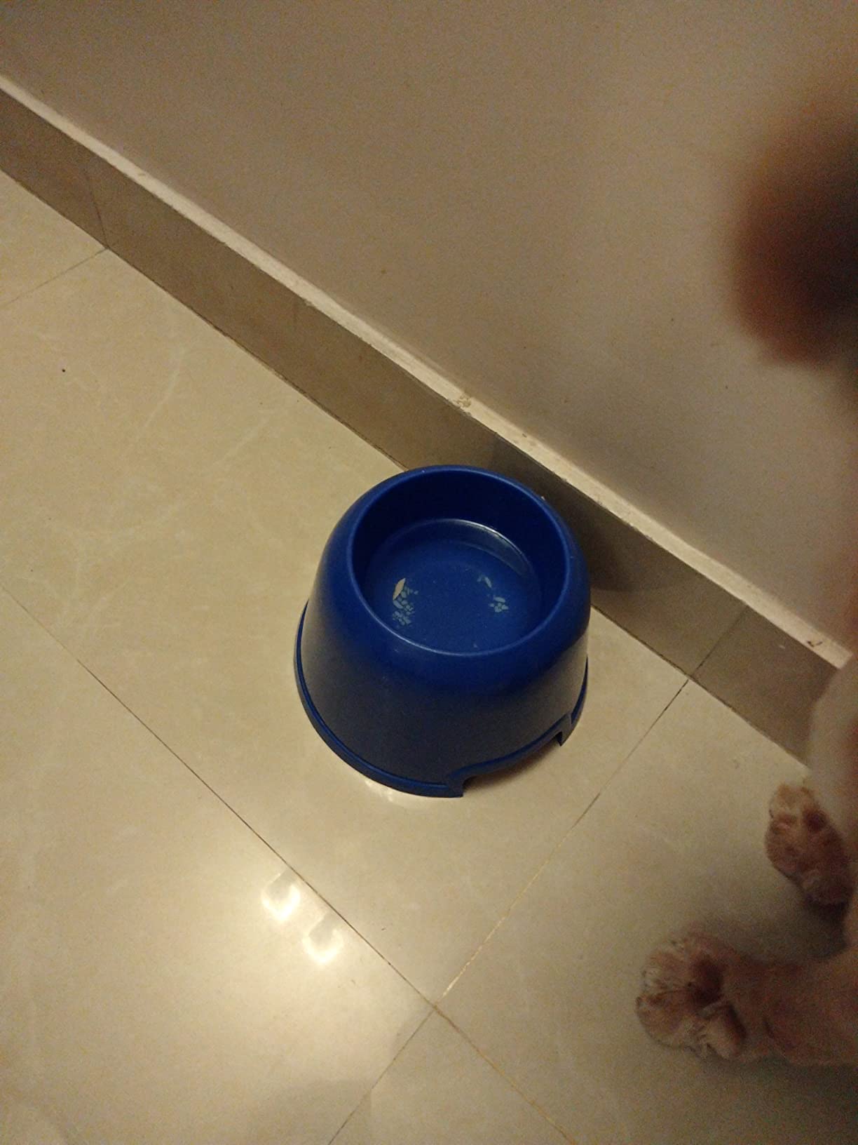 PetWag Plastic Cocker Bowl, for Cocker Spaniel Dog - Color May Vary ...