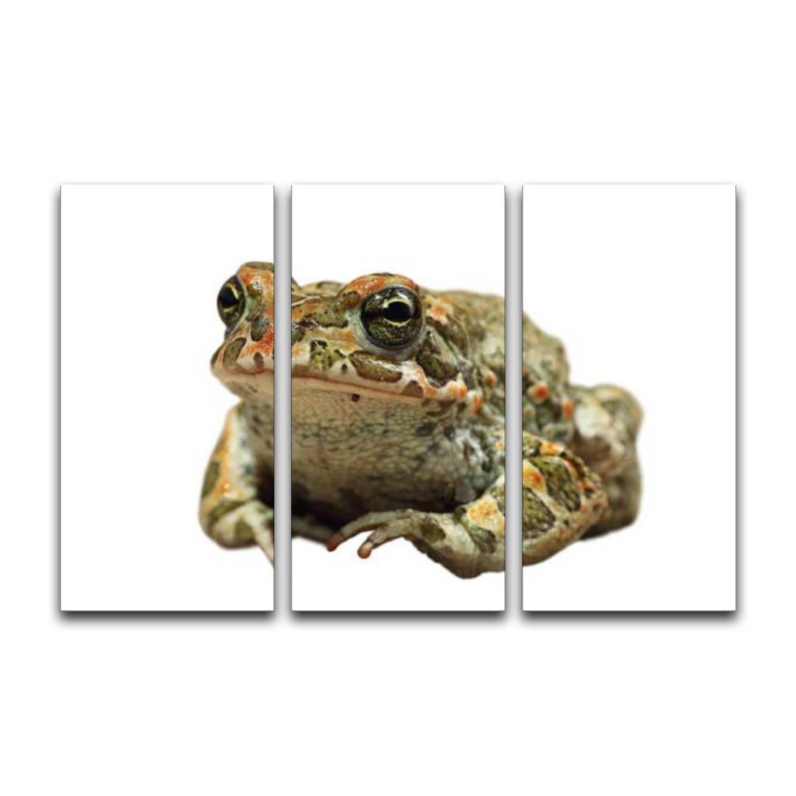 European Green Toad