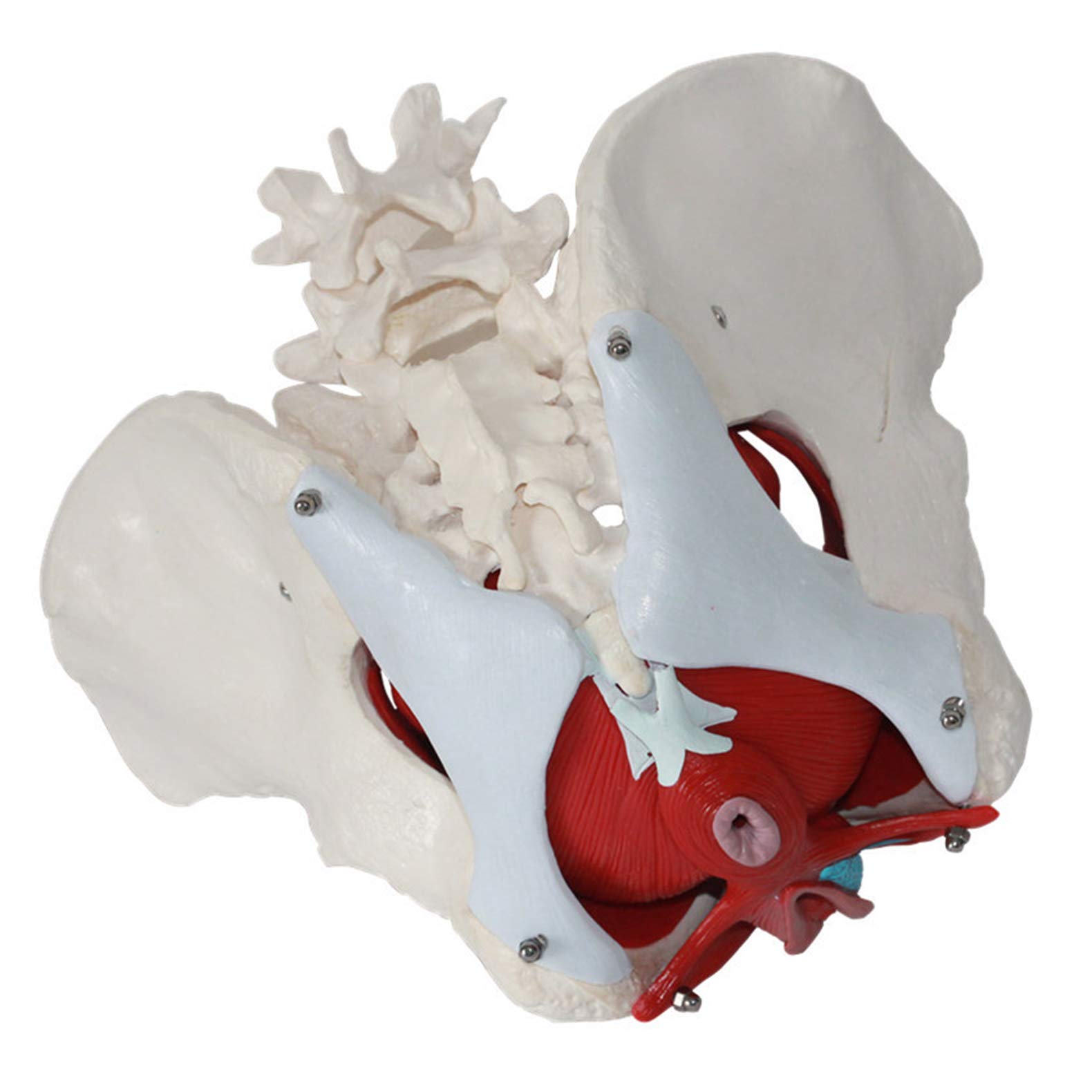 Buy Scientific Anatomy Model Of Female Pelvis Anatomical Female Pelvis ...
