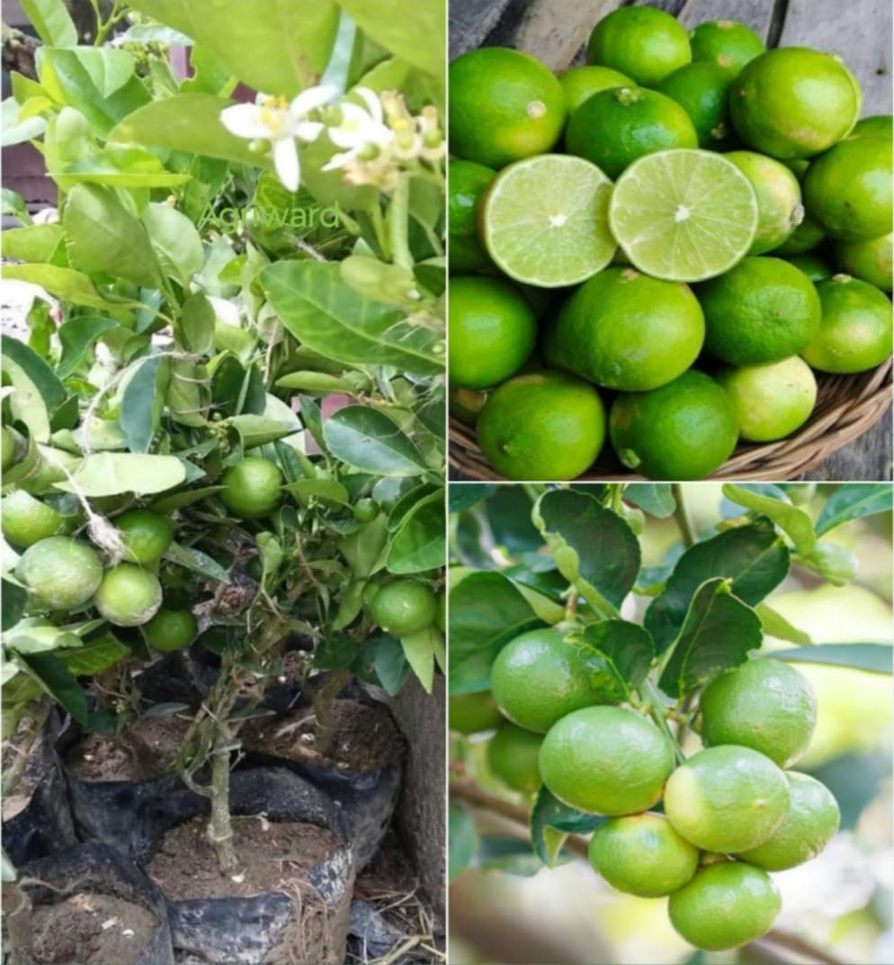 Guruji Plantation All Season Hybrid Dwarf Live Sarbati Lemon Elumichai ...