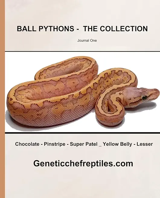 The Fascinating World Of Ball Python Genetics: Unlocking The Secrets Of ...