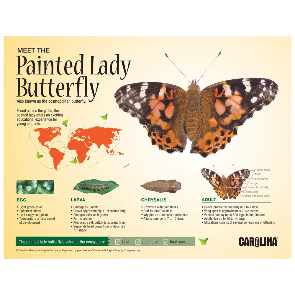 Painted Lady Chrysalis Clipart Goddess Of Transformation