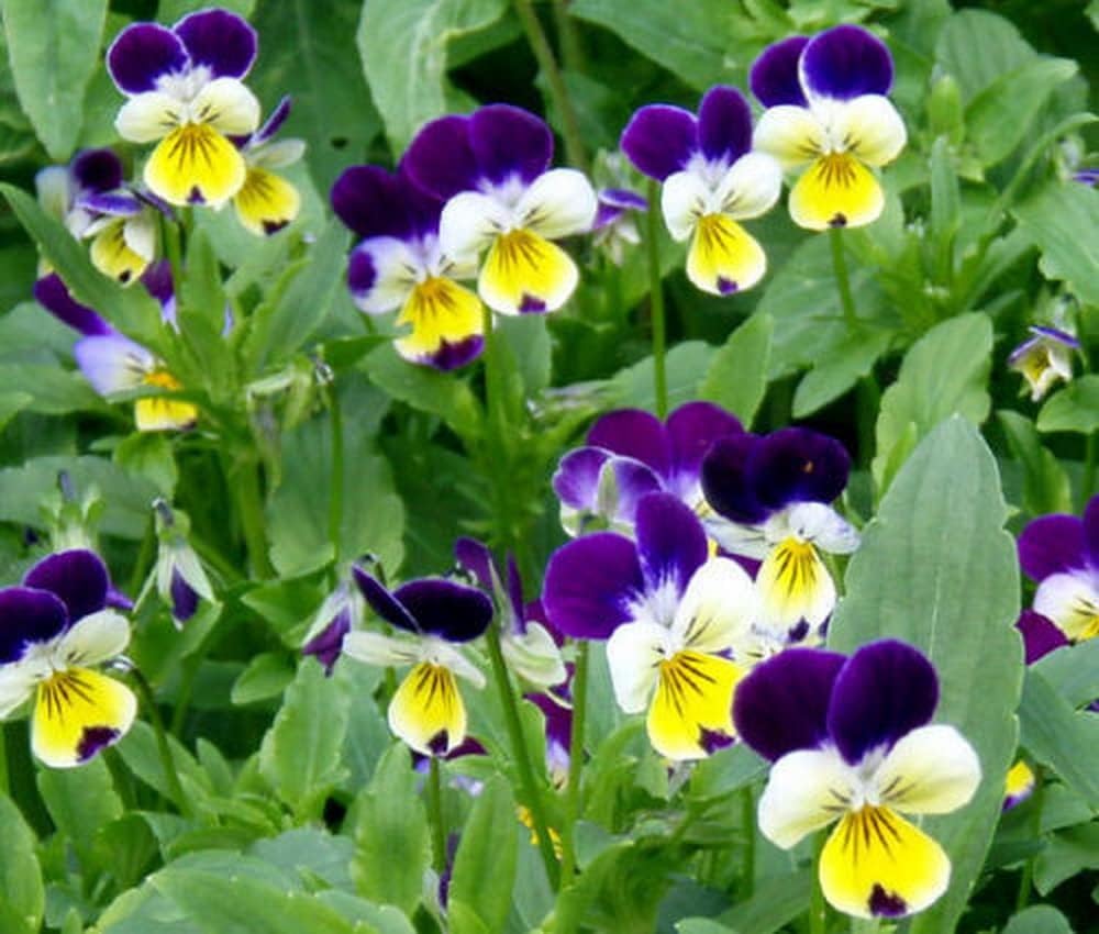 Amazon.com : 500 Viola Flower Seeds Johnny Jump UP Helen Mount Tricolor ...