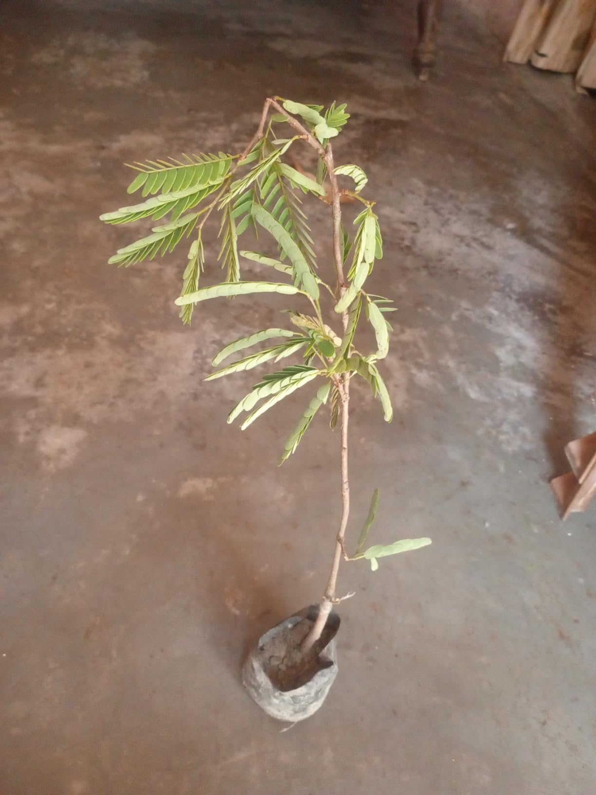 Thai Sweet and Red imli Tetul Plant HYBRID Grafted - Hot/Warm Growing ...