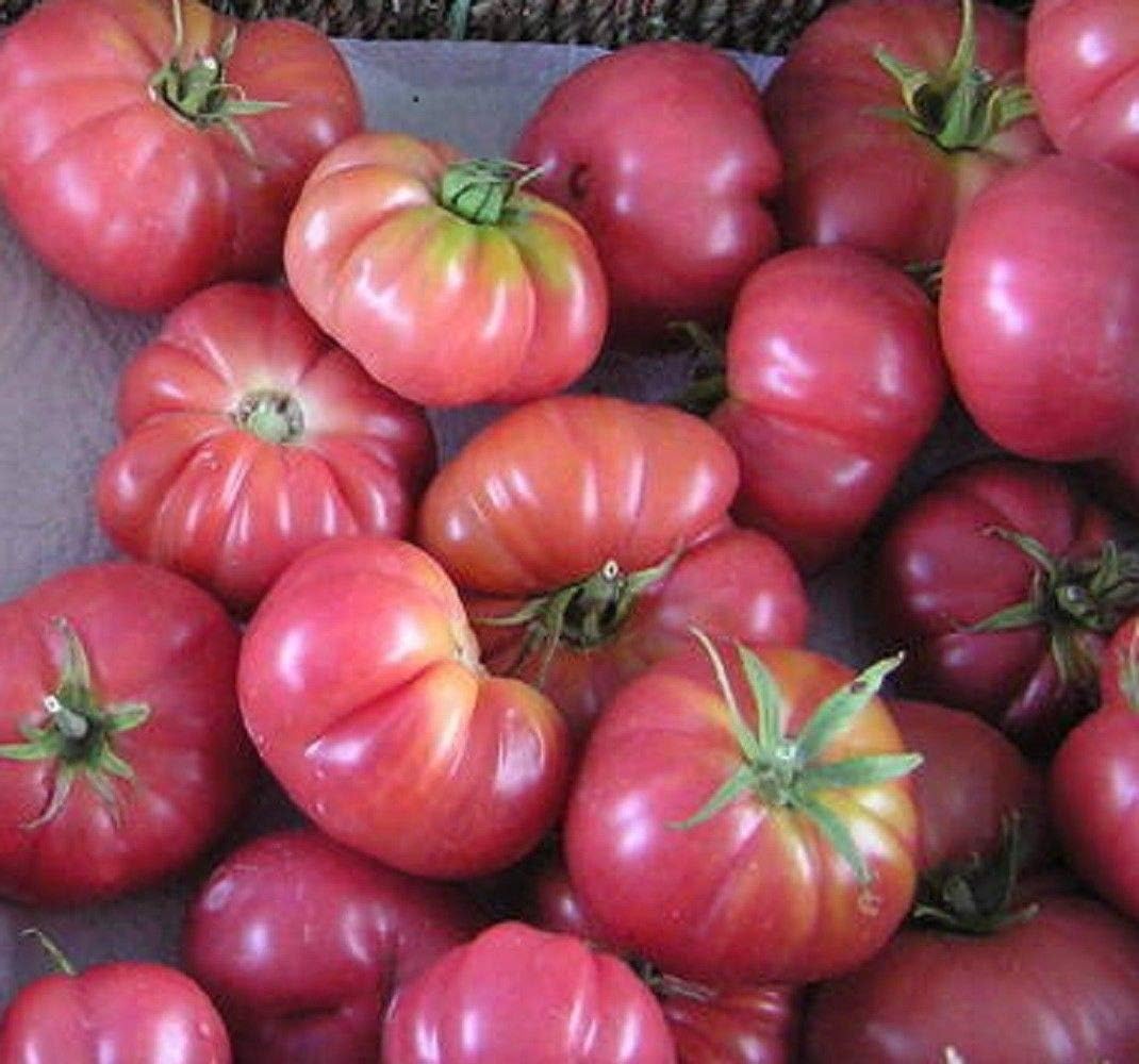 Amazon.com : Violaceum Krypni Rozo Tomato Seeds - A Heirloom Variety ...