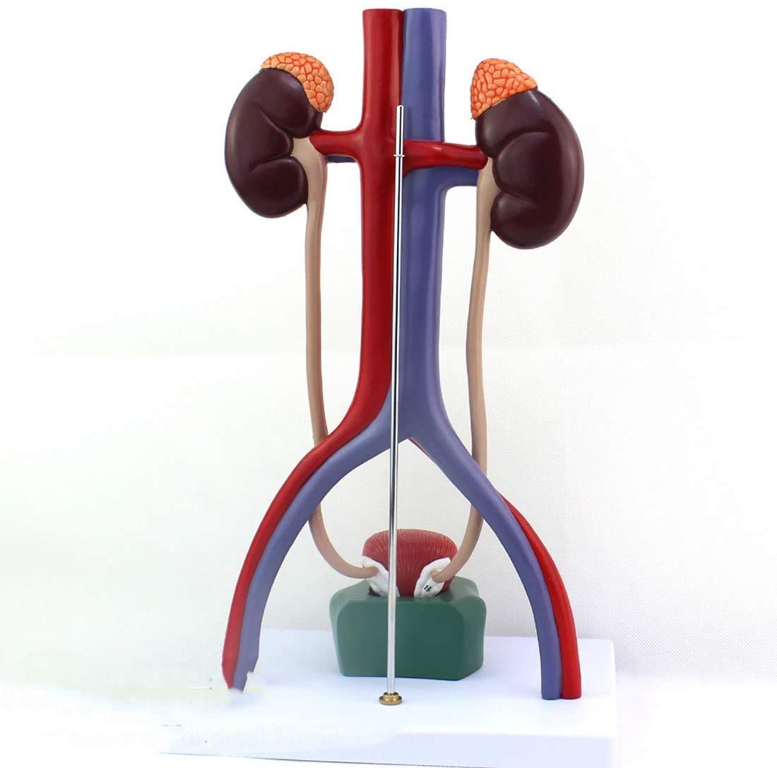 Buy Educational Paradigm Model Human Urinary System - Anatomical ...