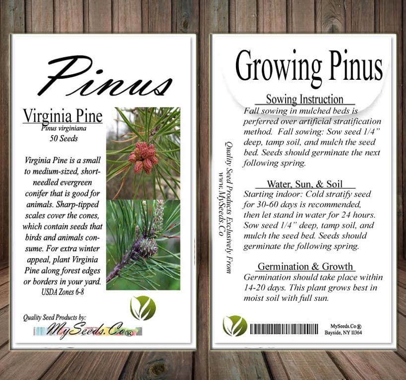 Virginia Pine Tree Identification 13 Common North American Pine