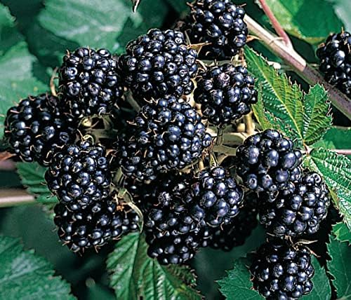 BlackBerry Chester Thornless Fruit Plant 1-2ft Supplied in a 2/3 Litre ...