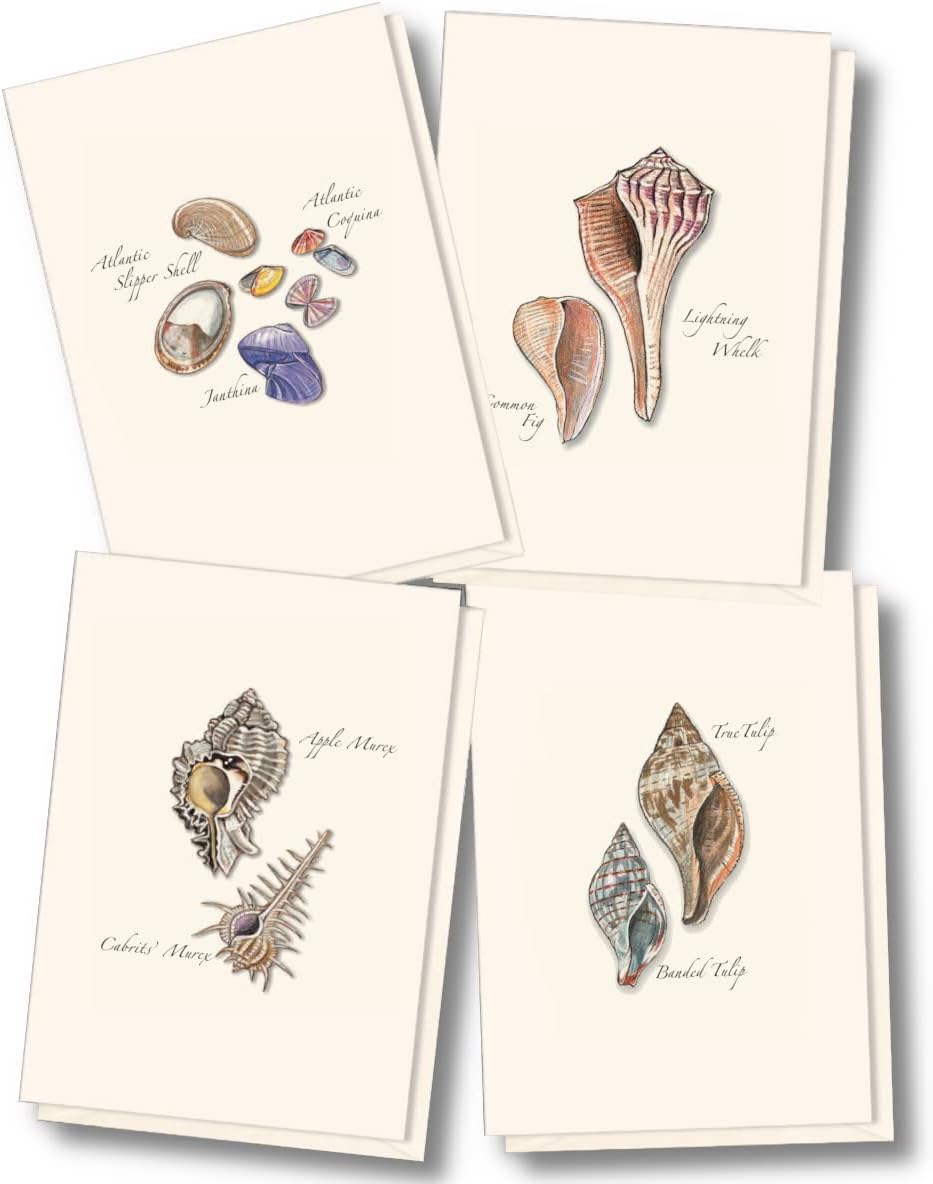 Amazon.com : Earth Sky + Water - Seashell Assortment Notecard Set - 8 ...