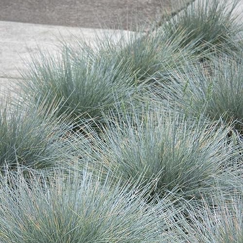 Amazon.com : 4 Set of 50 Pack Blue Fescue Ornamental Grass/Perennial ...