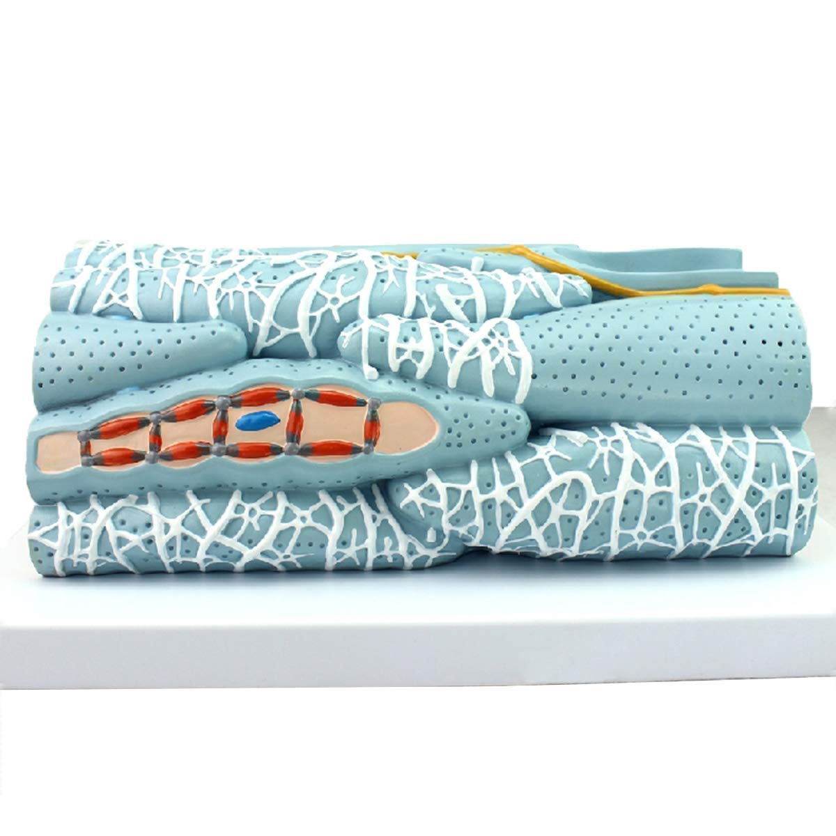 Buy YZ-YUAN Assembly Educational Model Smooth Muscle Tissue Model ...