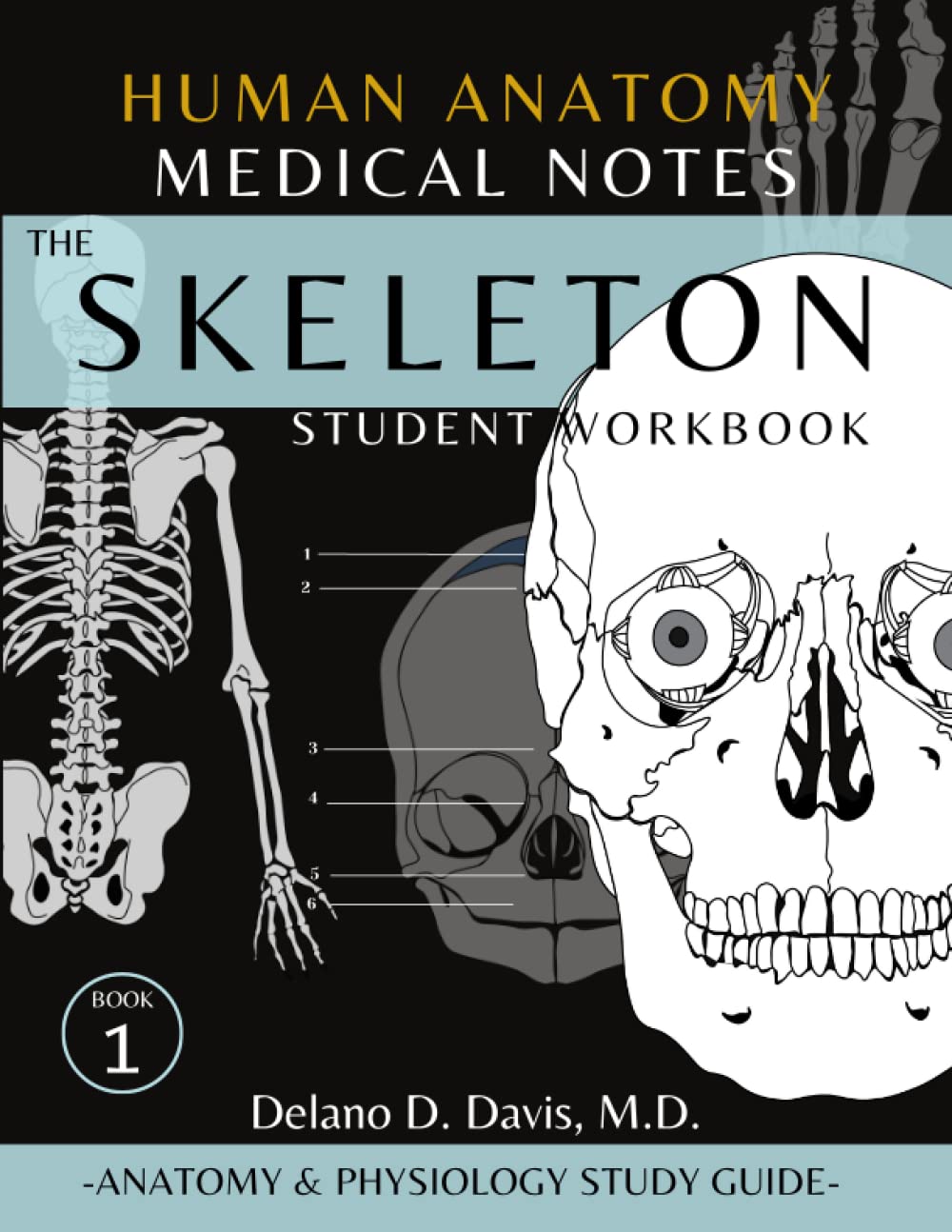 Anatomy And Physiology The Skeletal System