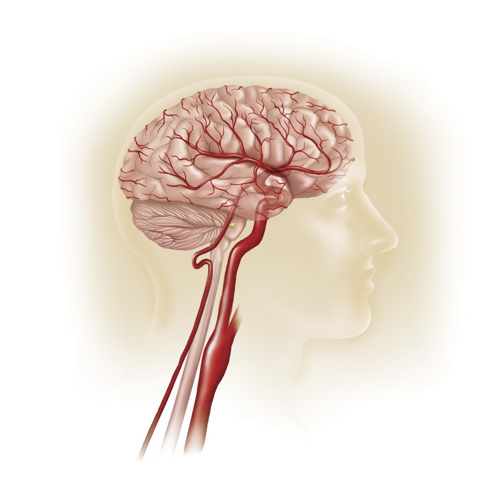 Real Brain Side View