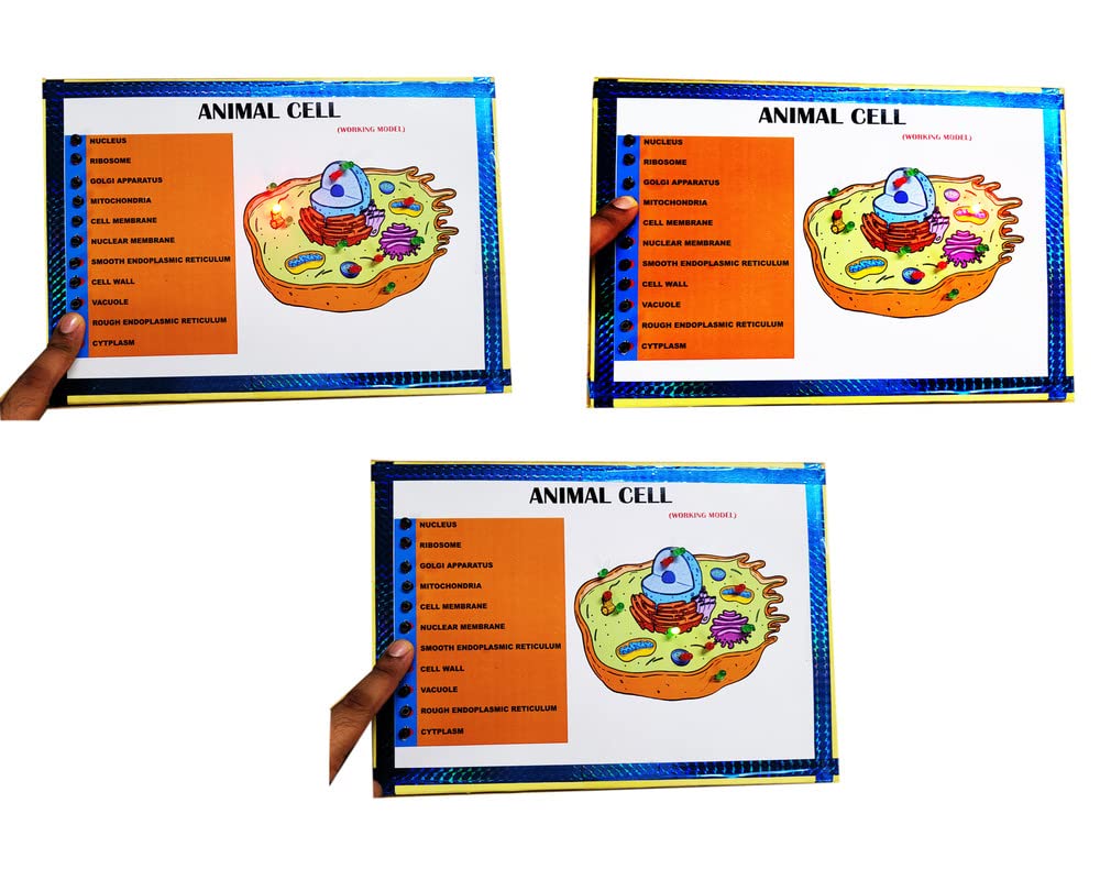 Organism Model Project