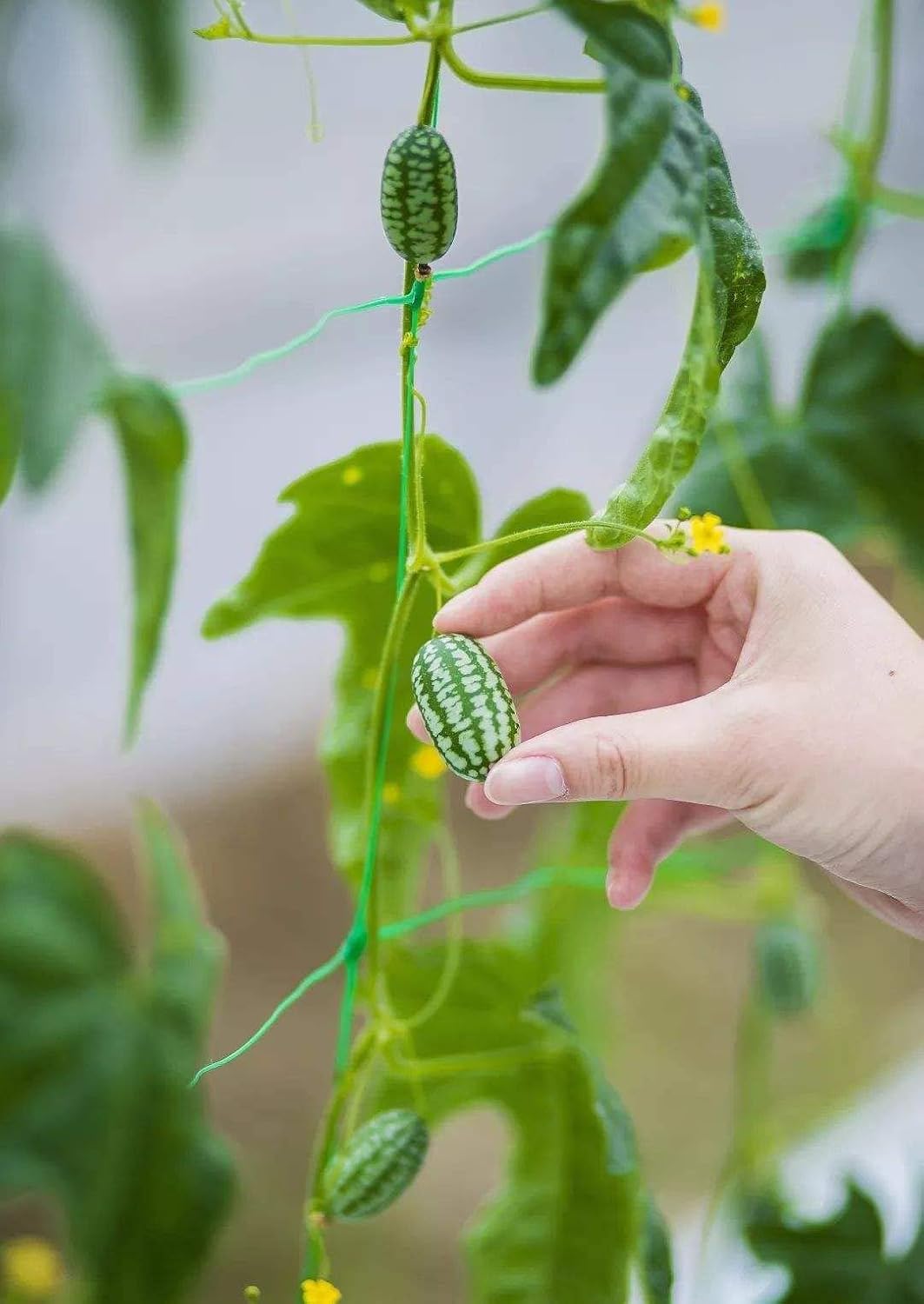 Mexican Miniature Watermelon Seeds Organic Cucamelon Mini Sour Gherkin ...