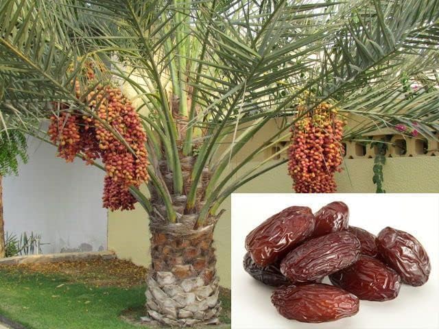 Arabian Dates_ Tissue Culture Dates plant_ Arabin Variety Live Healthy ...