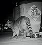 Amazon.com: CROSSWALKS Raccoon Crossing 12" X 12" Aluminum Sign (X426 ...