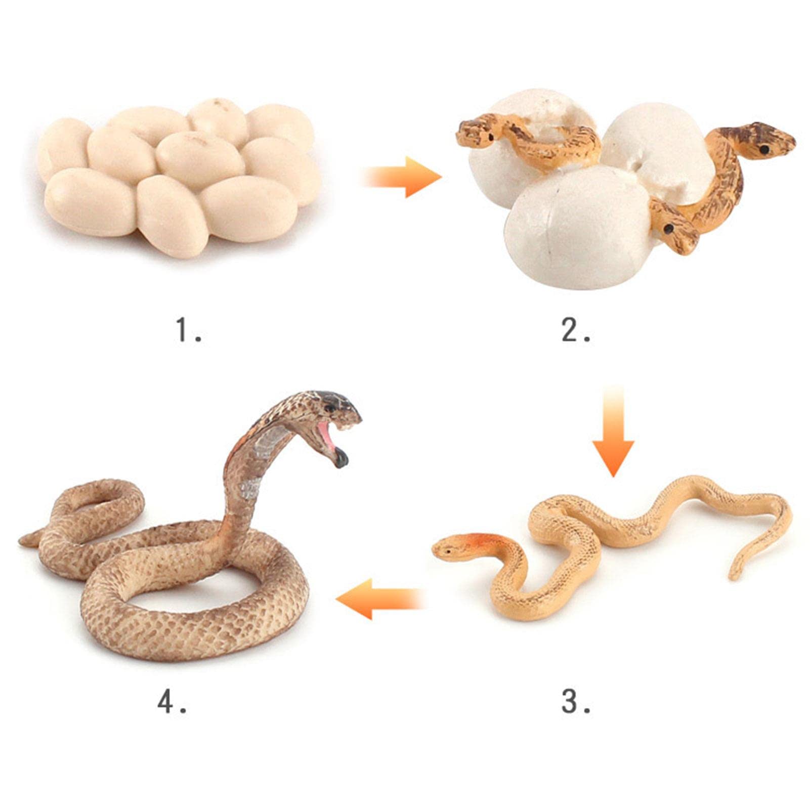 Snake Eggs Hatching Breeding The Rufous Beaked Snake Reptiles