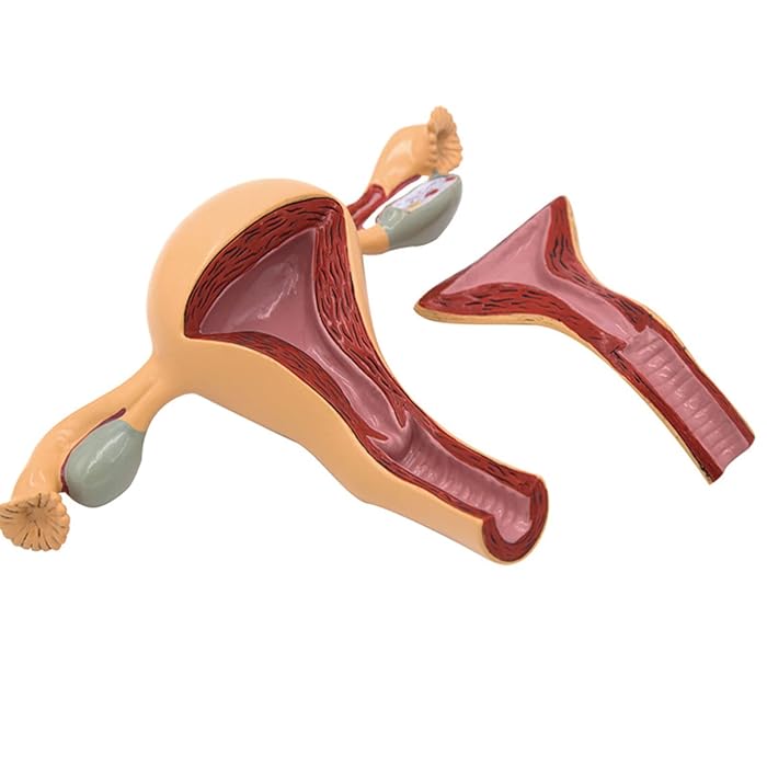 Buy Anatomic Model of Female Reproductive Organ Uterus Vagina Female ...