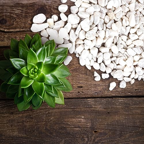 Pflanzensteine – Die 15 besten Produkte im Vergleich - Hausbauberater ...