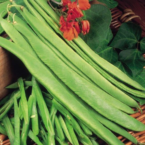 Bean (Runner) Seeds - Butler : Amazon.co.uk: Garden